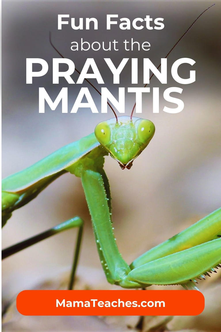 Fun facts about praying mantis