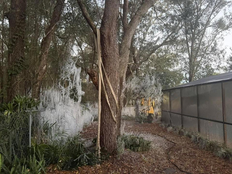 Photos: Icy displays appear all over Central Florida overnight