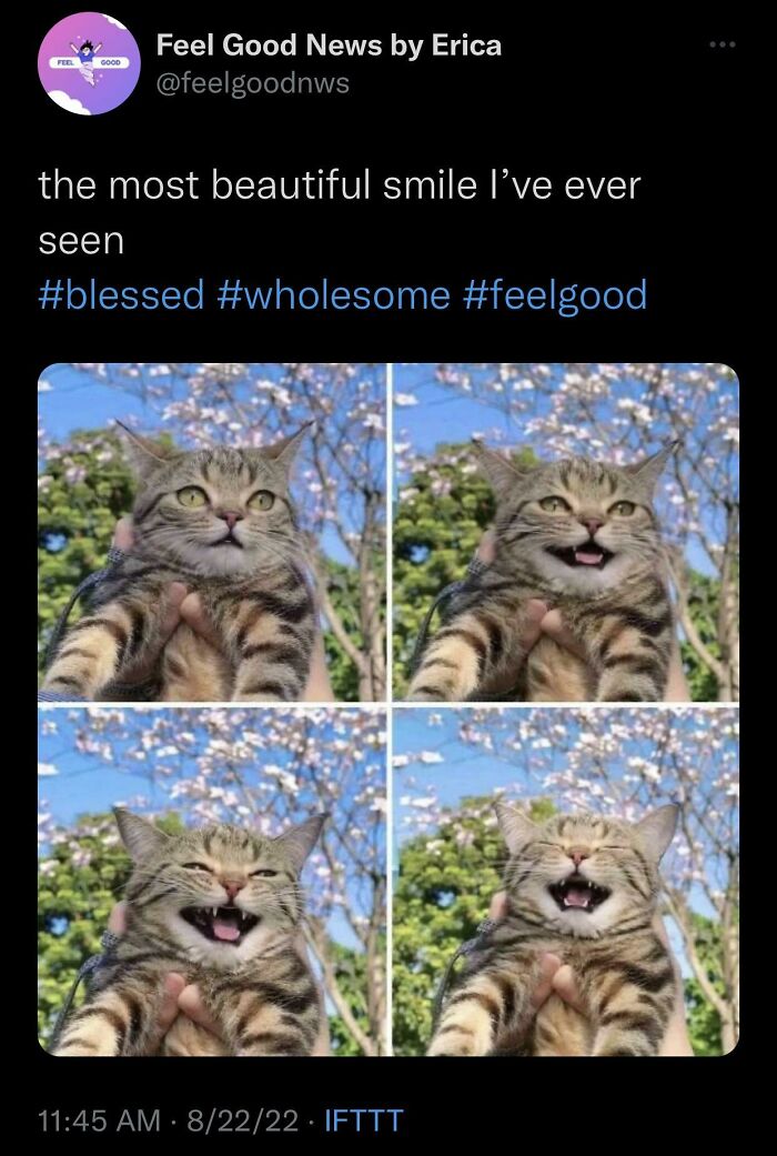 48 memes that cat owners might find relatable