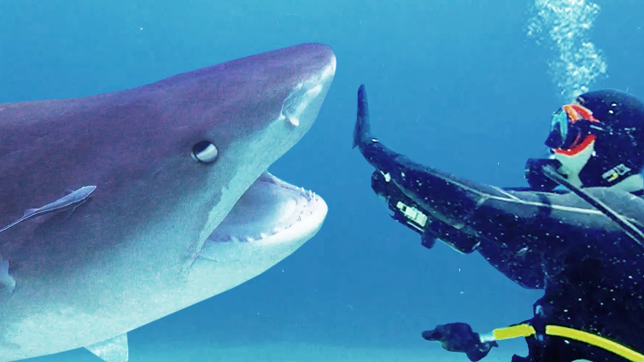 Mark Vins meets a tiger shark up close