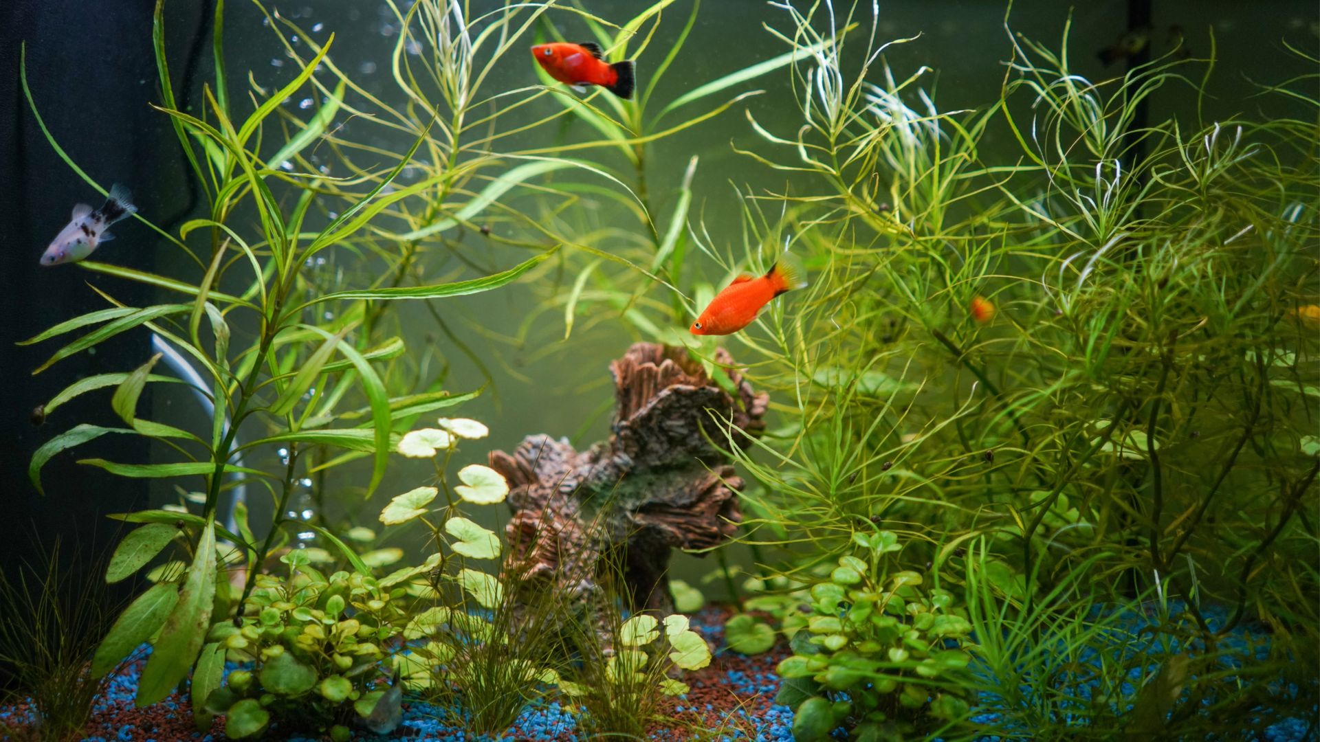 Fish that clean your tank as well as look pretty