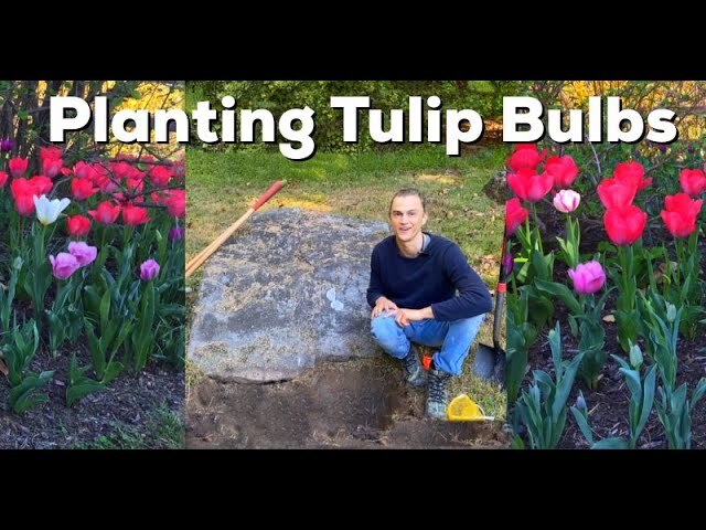 Planting tulip bulbs in fall