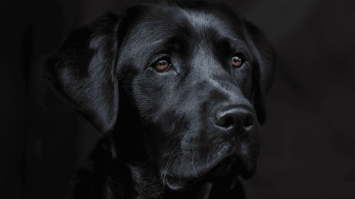 Pequeños detalles que hacen que tu perro se sienta amado cada día