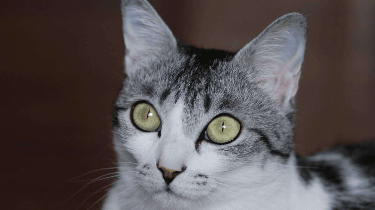 Veterinarians warn about the dangerous cold for cats (they can only ...