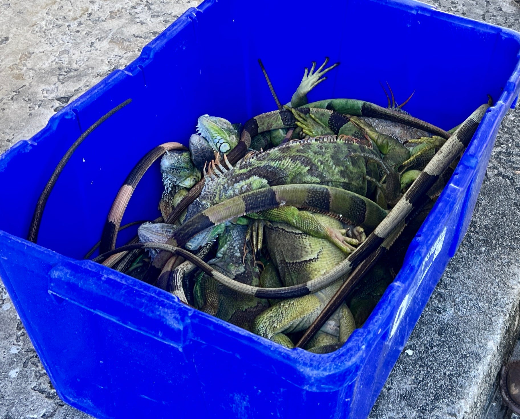 Hundreds of cold-stunned iguanas dropped off at FWC offices in South ...