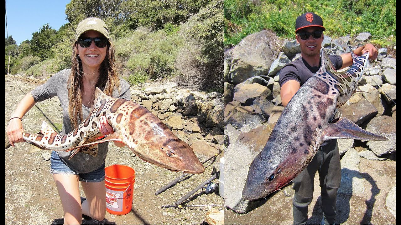 Monster leopard shark fishing adventure. 52 inches, 30+ lbs!