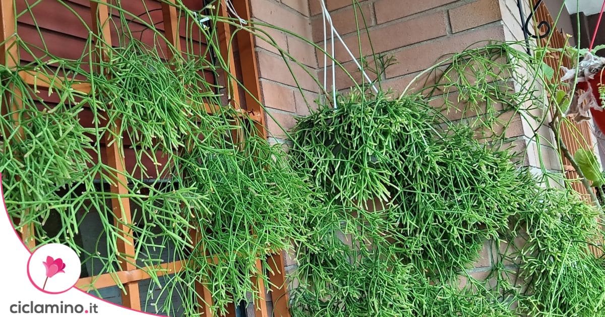 Le foglie sembrano quasi dei fagiolini ma è un cactus che cresce senza ...