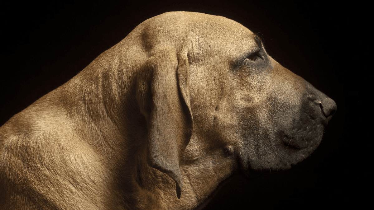 7 things your dog wishes he could do with you one last time
