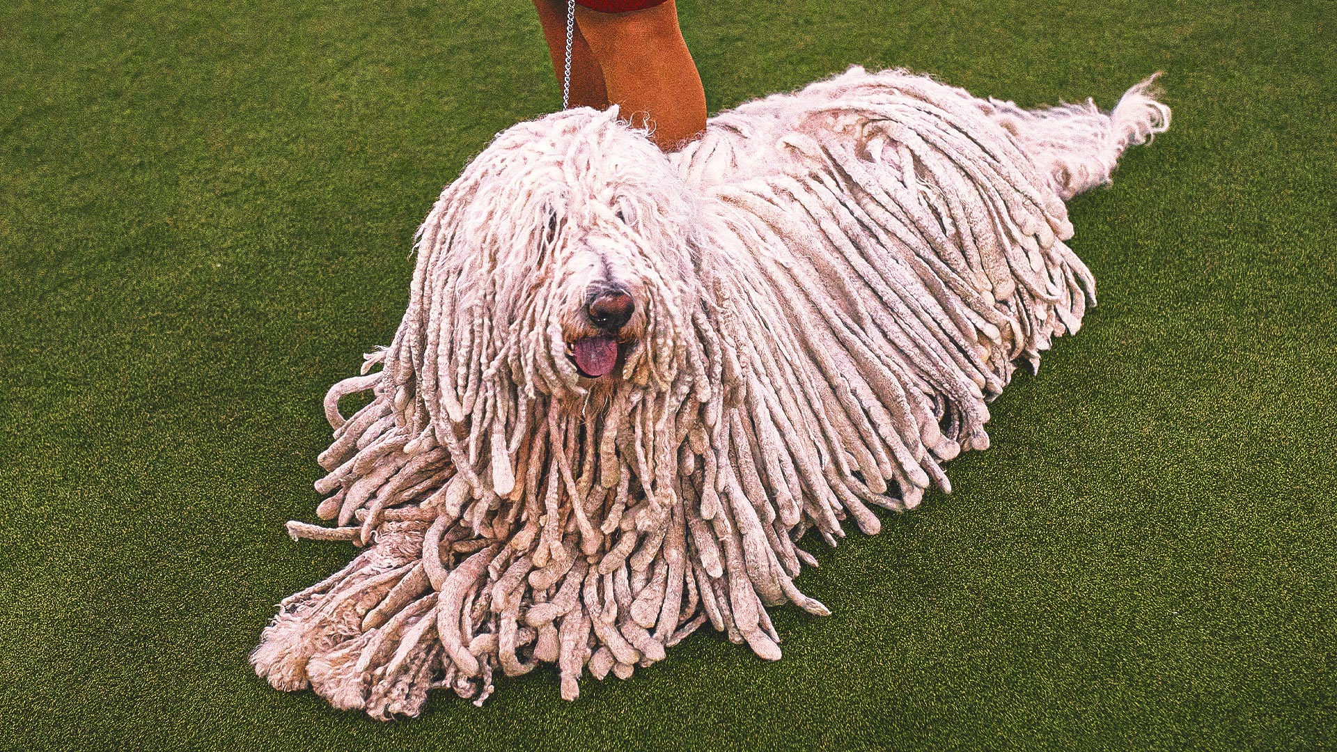 2026 WKC dog show: Everything to know about this year's competition