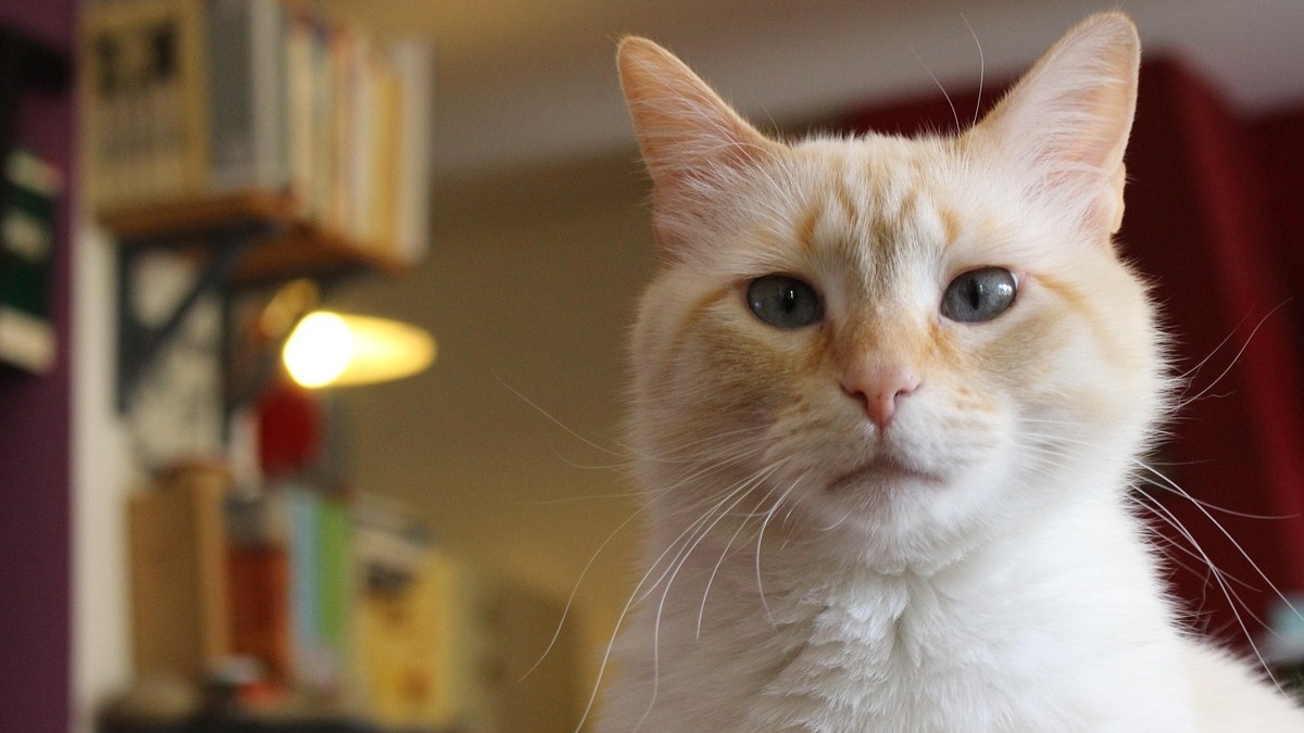Veterinarios revelan la razón por la que los gatos lamen a las personas