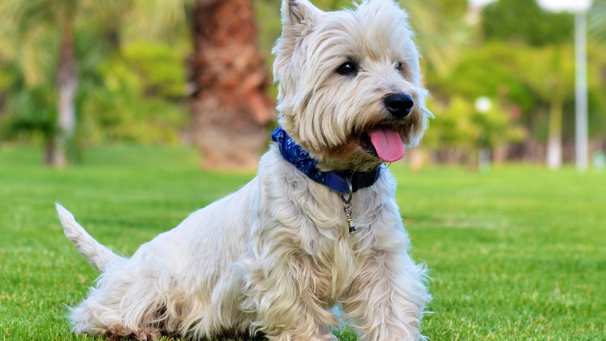 Pequeños detalles que hacen que tu perro se sienta amado cada día