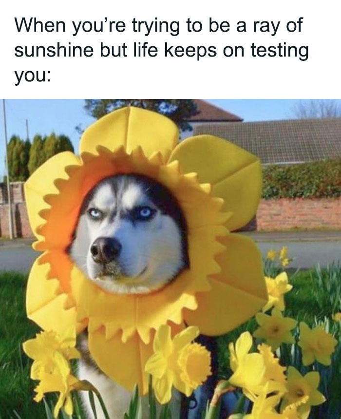49 soul-healing dog memes that are cute and funny at the same time