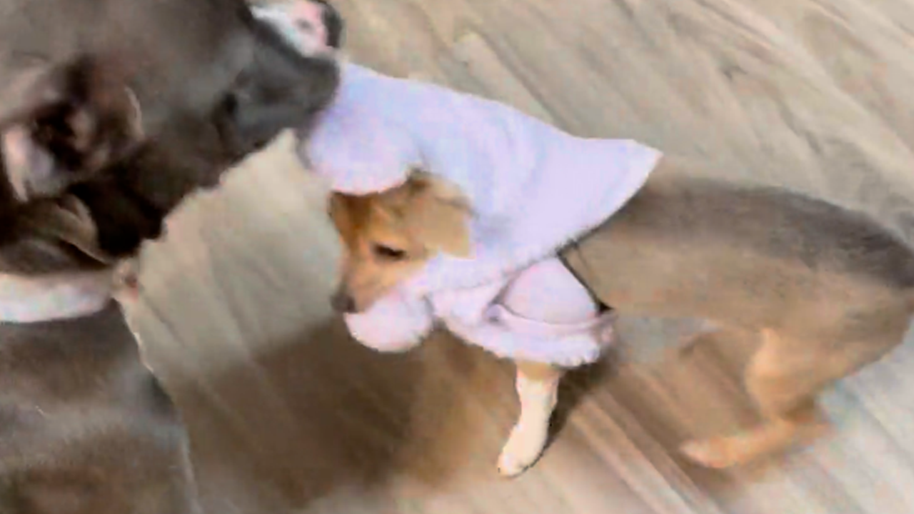 Gentle pit bull helps puppy out of a sweater