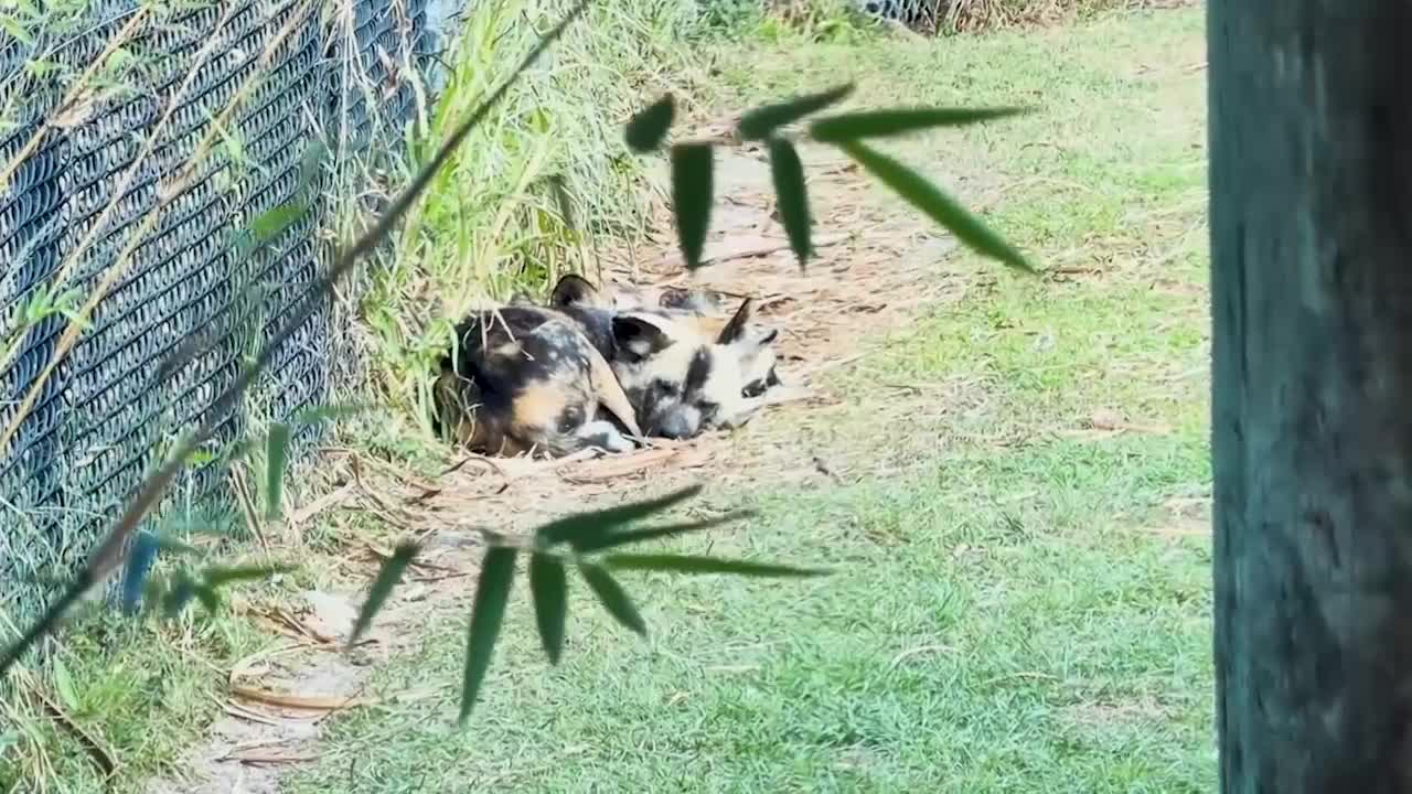 ZooTampa animal's ride out icy weather