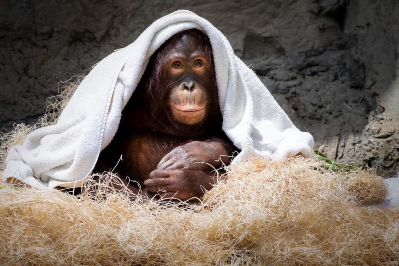 Snuggles, ‘zoomies’: How Zoo Tampa’s animals ride out icy weather