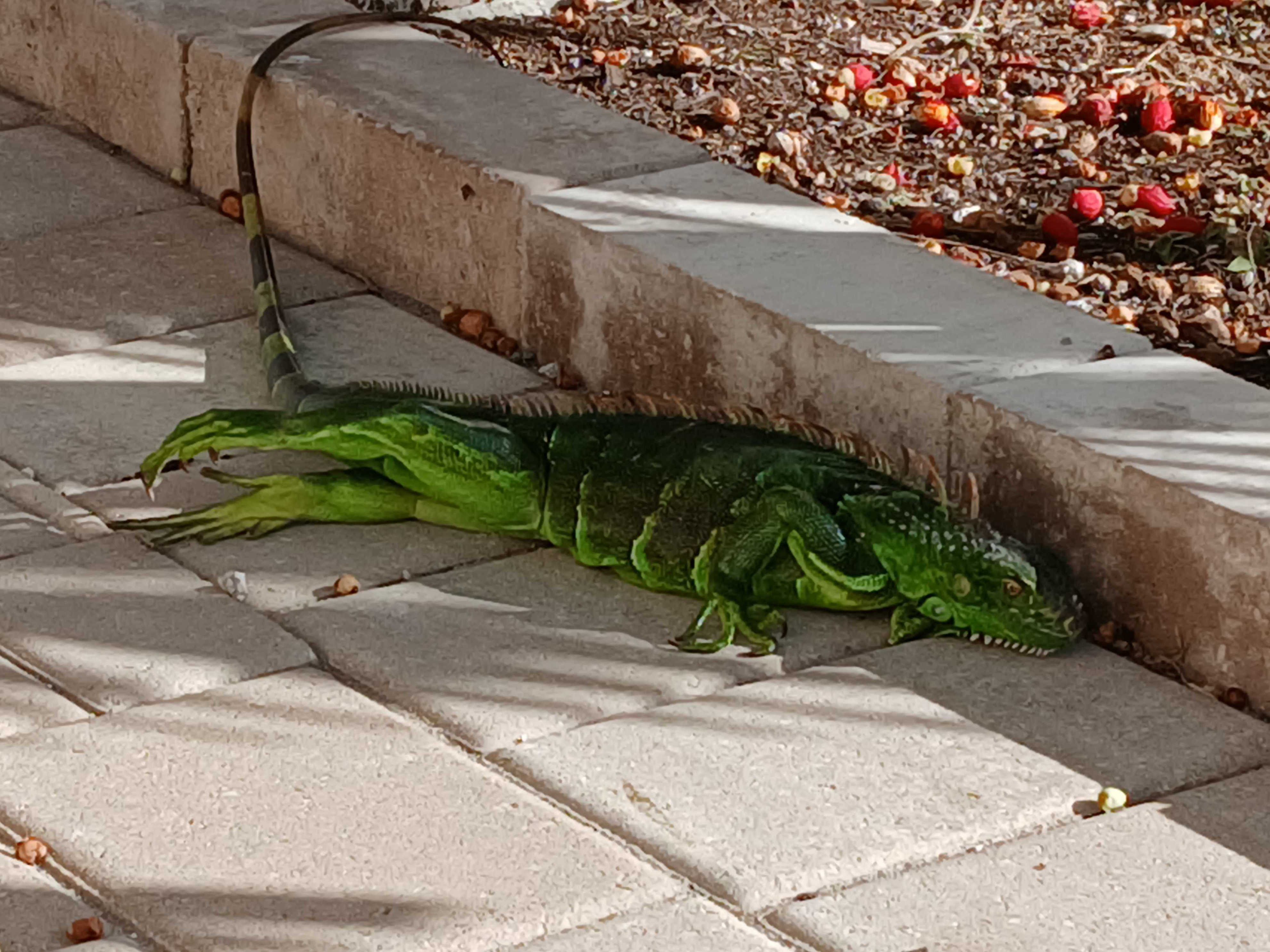 Extreme cold in Florida prompts large-scale collection efforts of ...