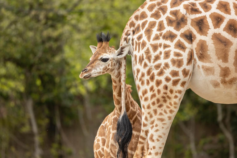 Watch baby giraffe Eugene meet his herd for the first time at Toledo Zoo