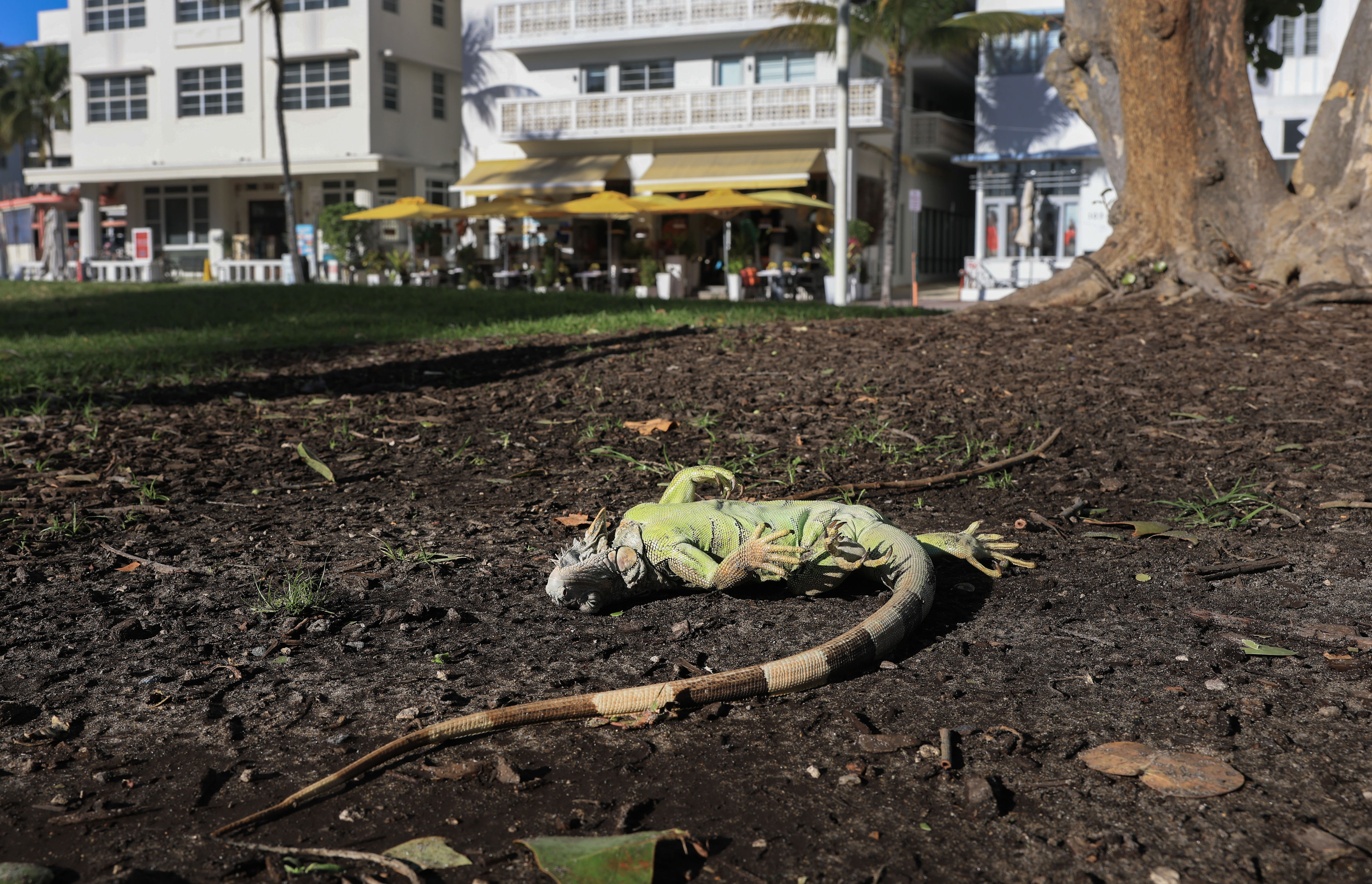 Florida’s cold snap triggers return of bizarre phenomenon: "Falling ...