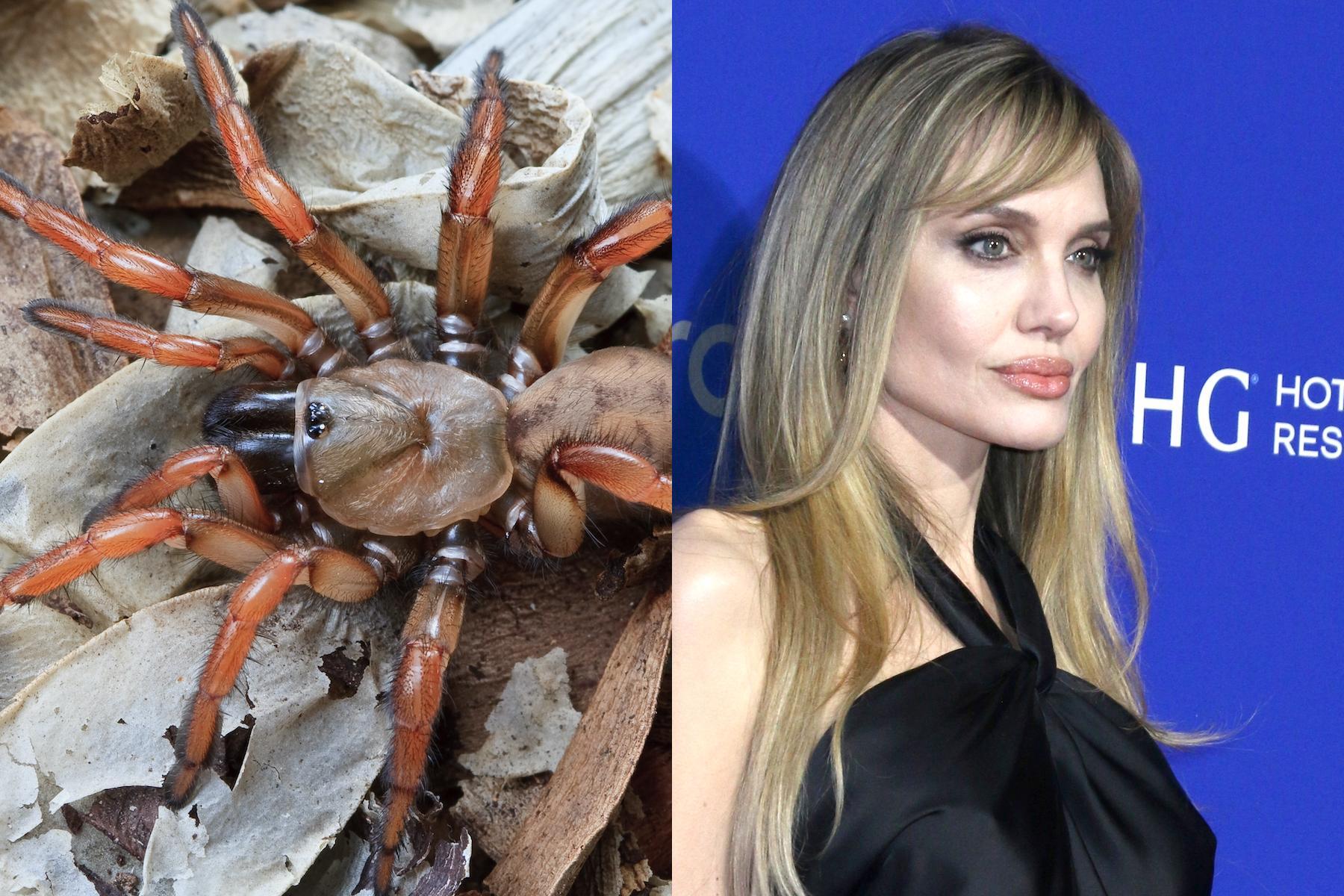 20 animal species named after celebrities