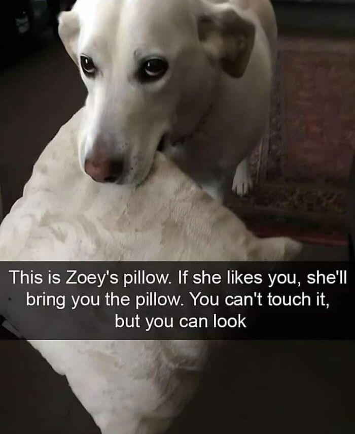 49 soul-healing dog memes that are cute and funny at the same time