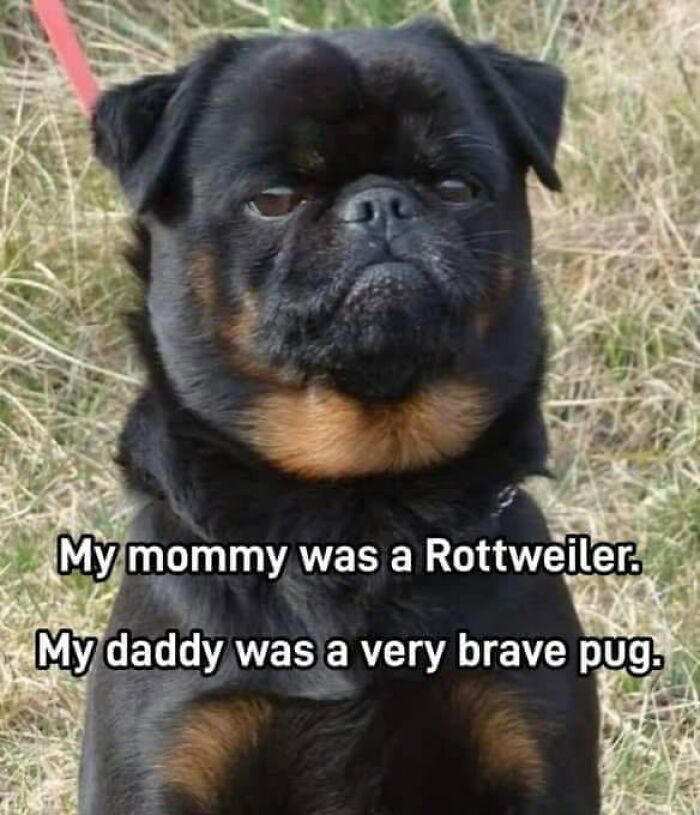 49 soul-healing dog memes that are cute and funny at the same time