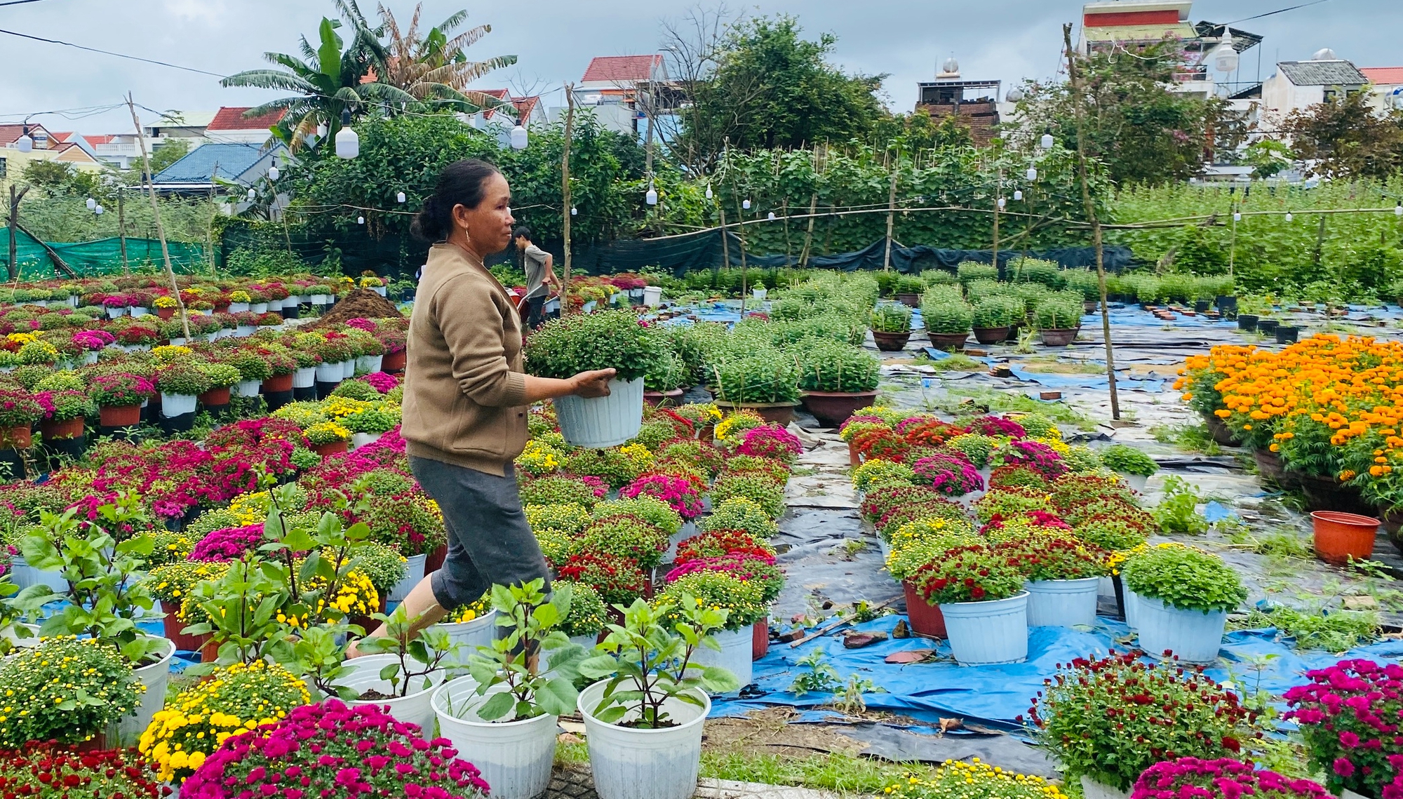 Thị trường hoa Tết Đà Nẵng bất ngờ với... cúc lùn