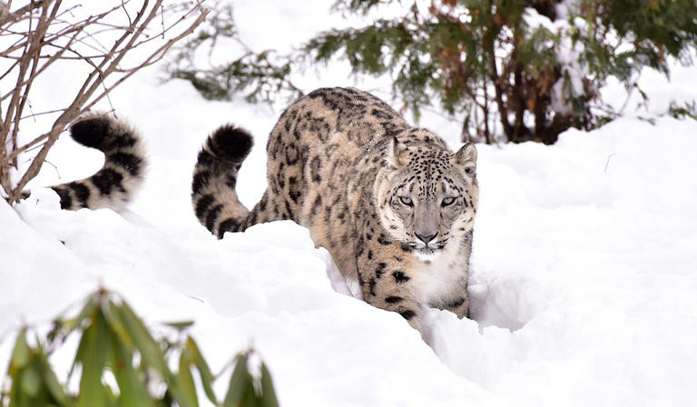 Ski selfie turns savage as tourist mauled by snow leopard