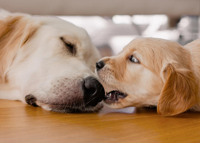 Golden retriever puppy gets a lesson in 'dog manners' and everyone's ...