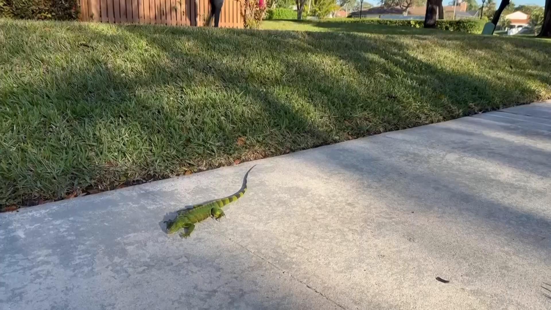 Iguanas stunned by cold weather in Florida seen fallen from trees