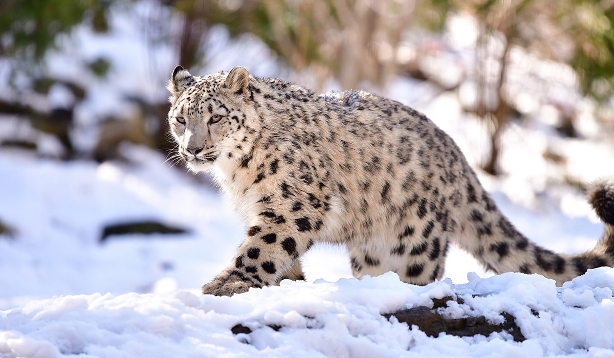Ski selfie turns savage as tourist mauled by snow leopard