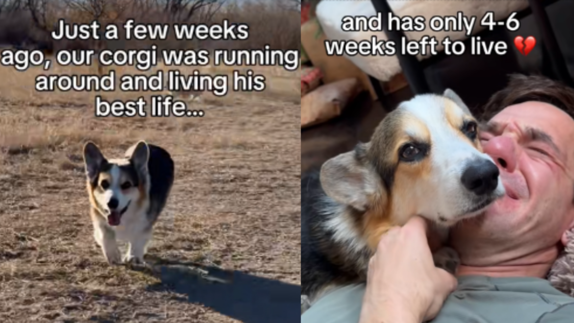 This corgi looked perfectly healthy until a routine vet visit revealed ...