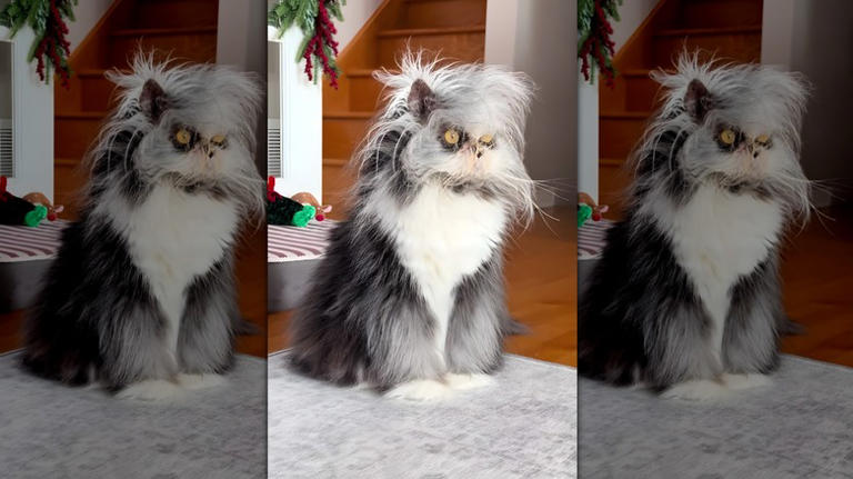 This Persian cat has 'werewolf syndrome' and it's 100 times cuter than ...