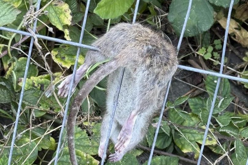 City's rat problem 'worst it's been in years' with people in one area ...