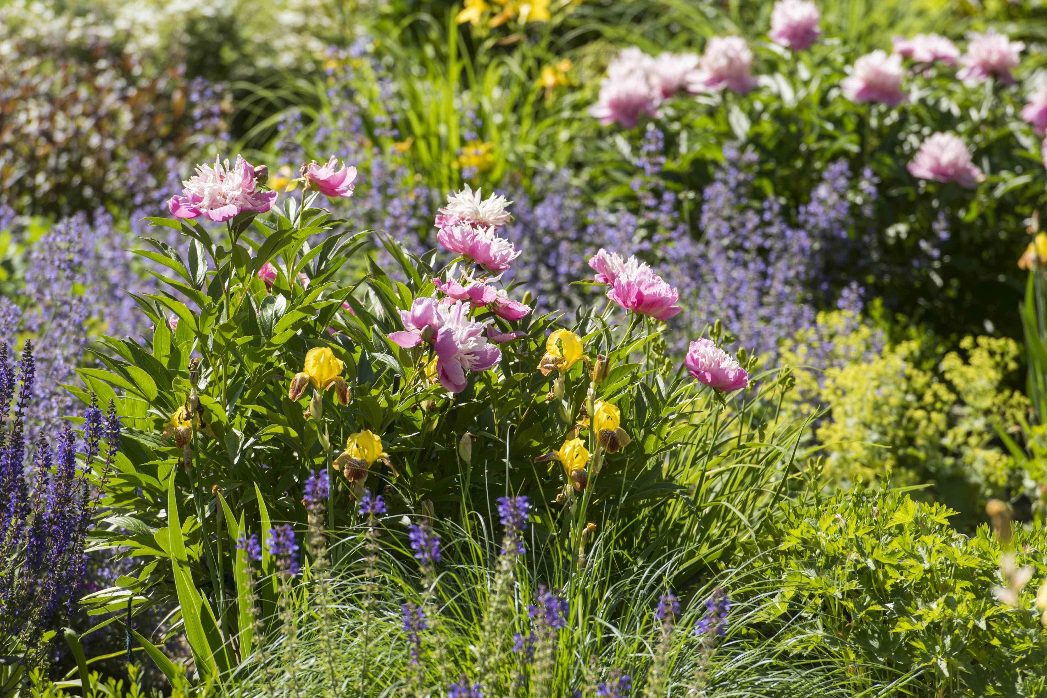 5 garden plants that instantly add positive energy to your outdoor space