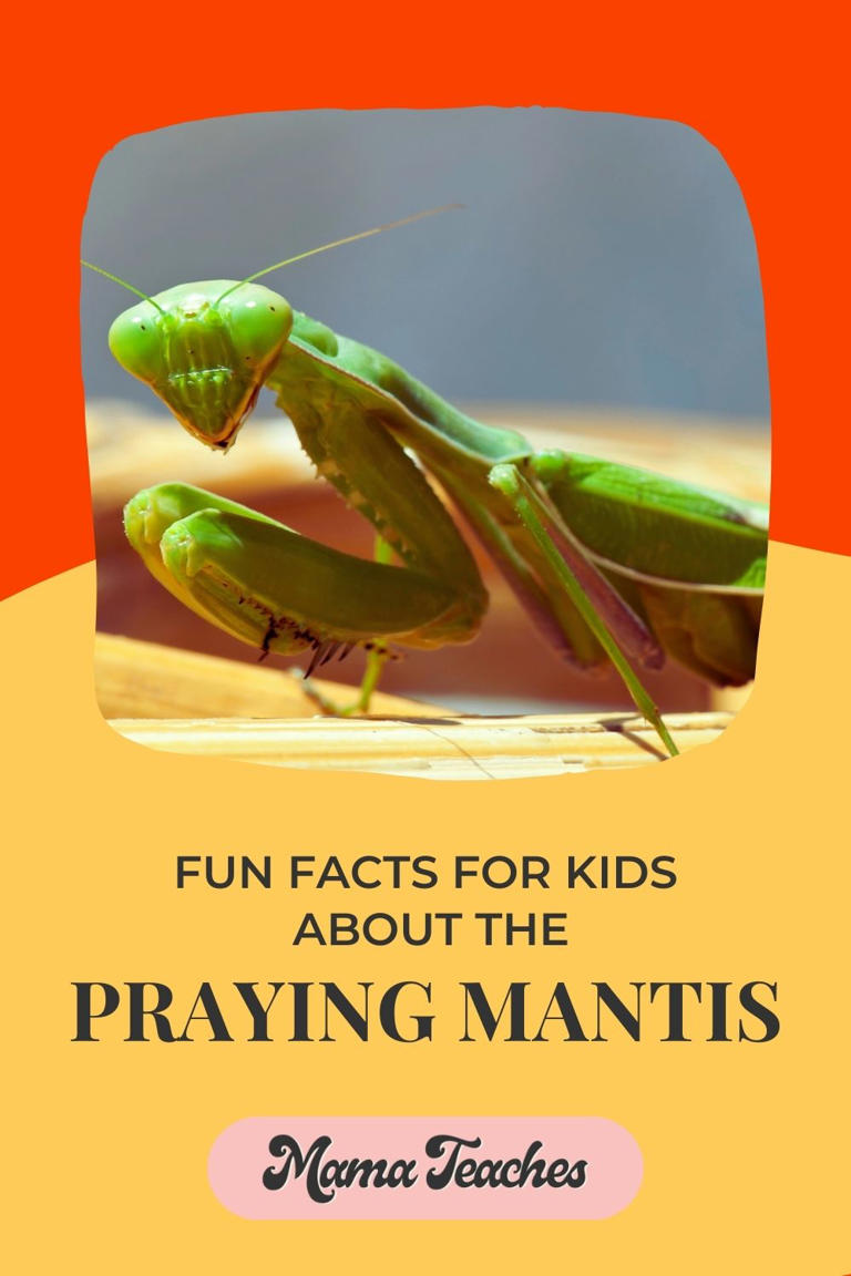 Fun facts about praying mantis