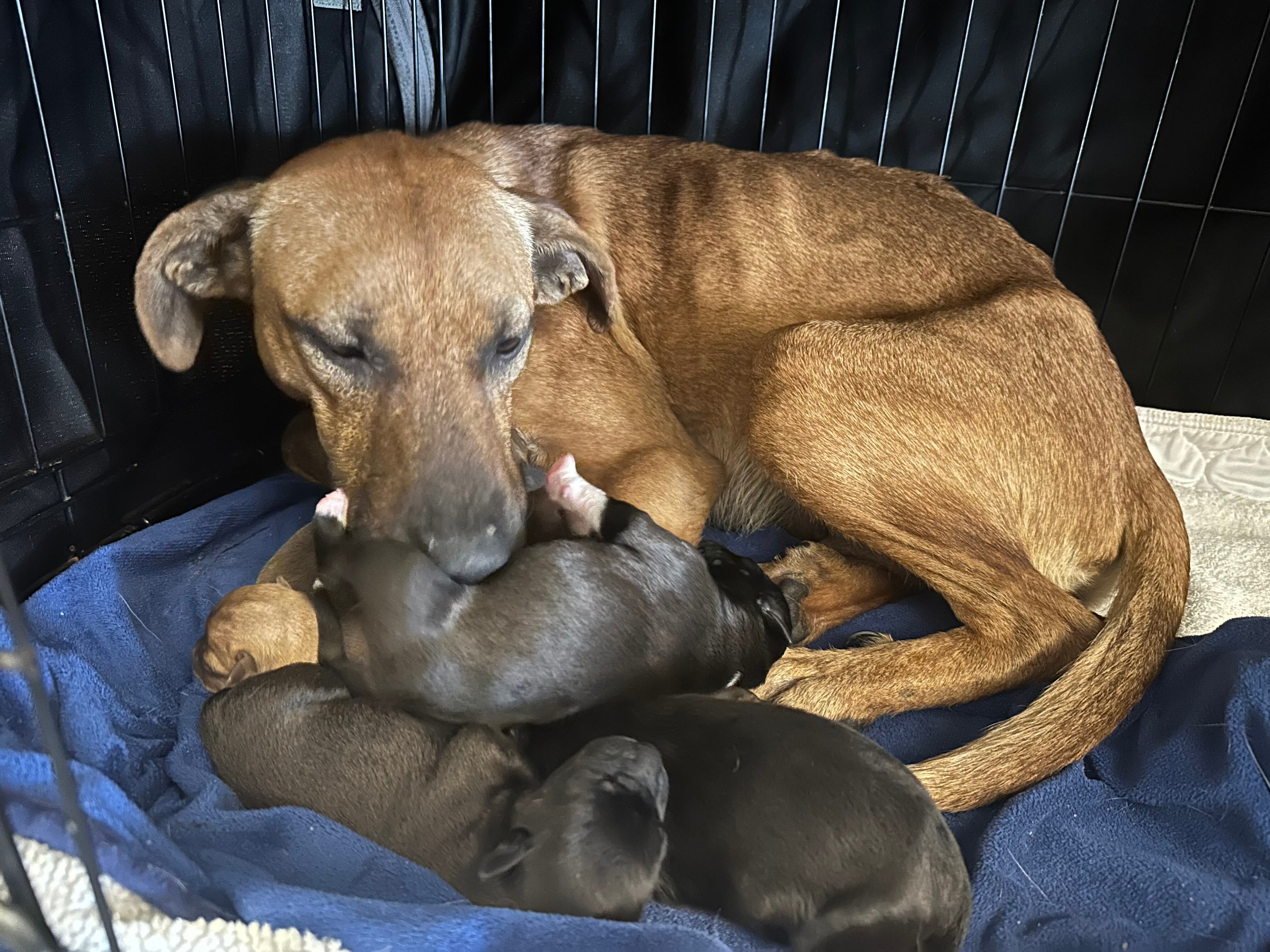 Freezing temperatures highlight danger for pets without shelter in ...