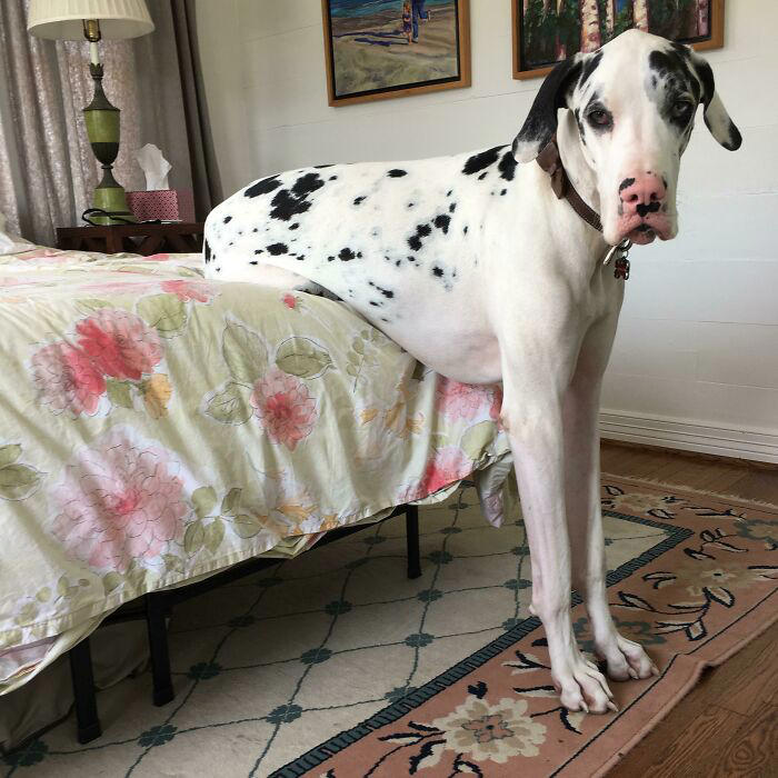 50 Hilarious Great Dane Pics That Prove Just How Wonderfully Oblivious ...