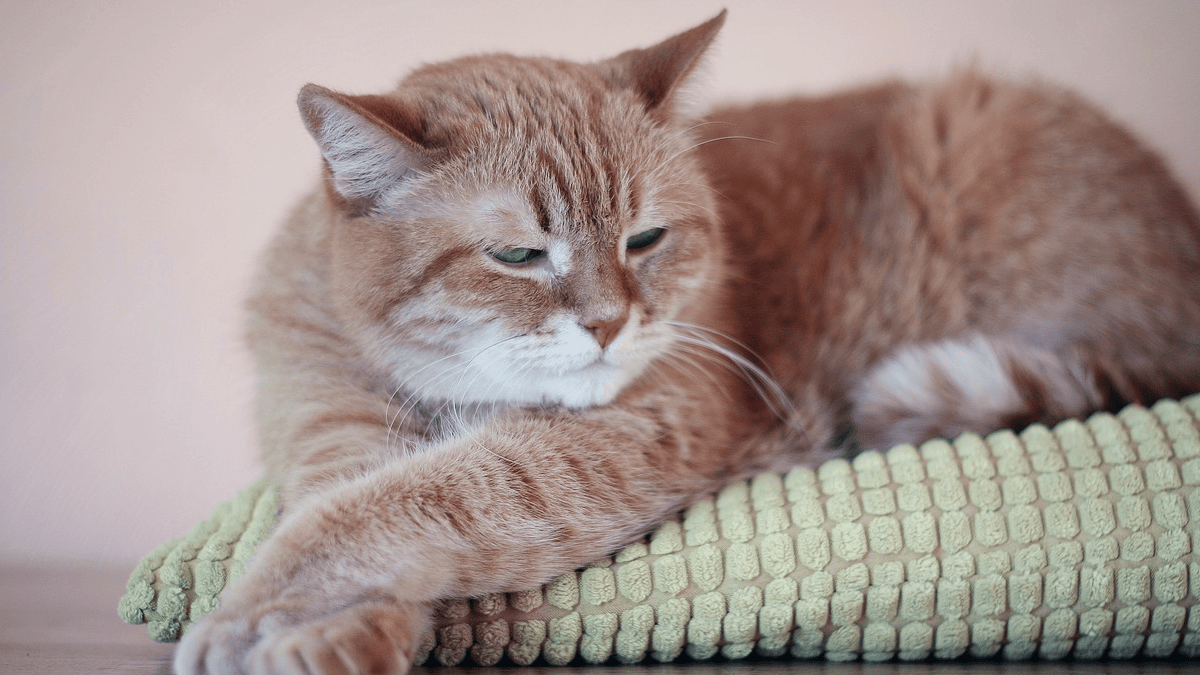 Veterinarians warn about the dangerous cold for cats (they can only ...