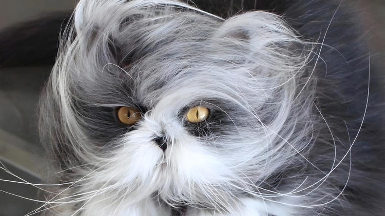 This Persian cat has 'werewolf syndrome' and it's 100 times cuter than ...