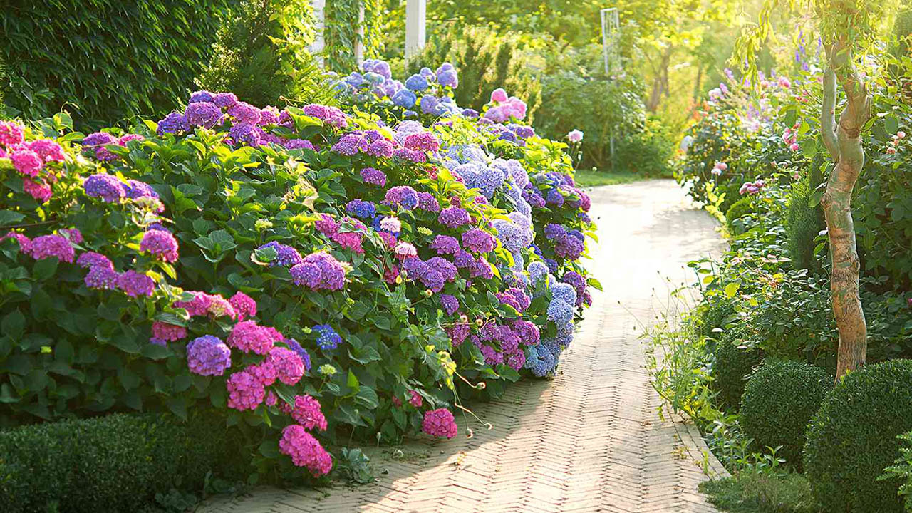 10 best flowers and plants for the perfect border and edging