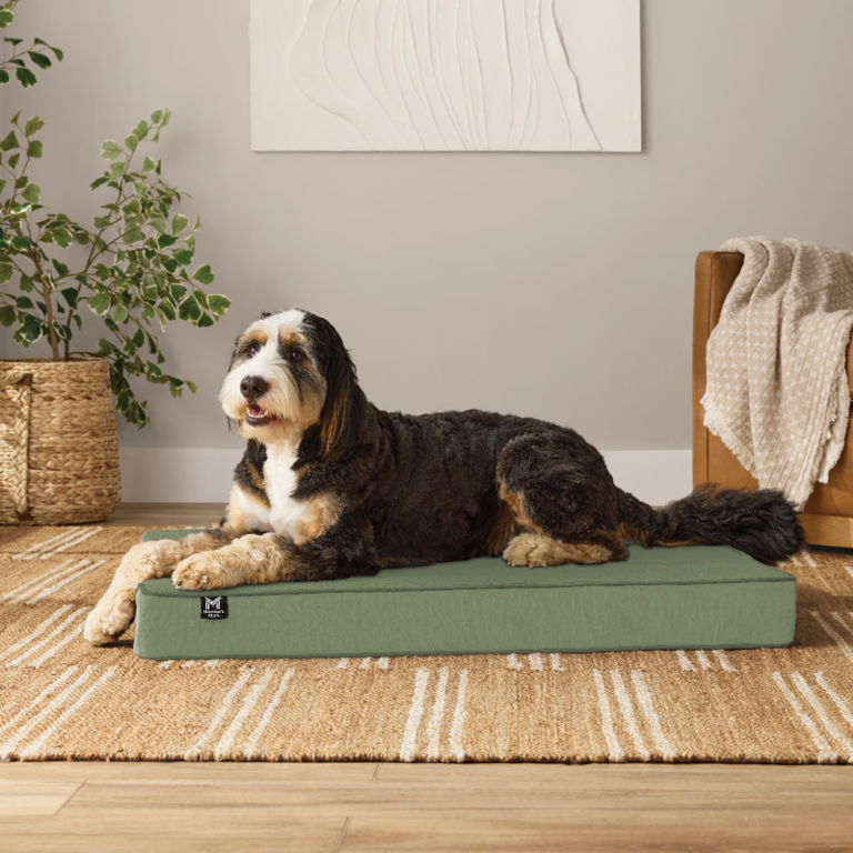 Sam's Club offers cozy lounger pet bed for large dogs at $28.98