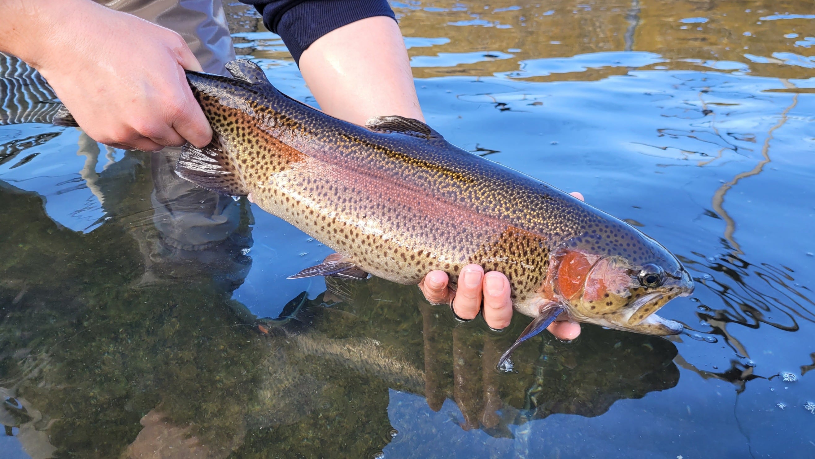 Pennsylvania releases 2026 adult trout stocking schedule
