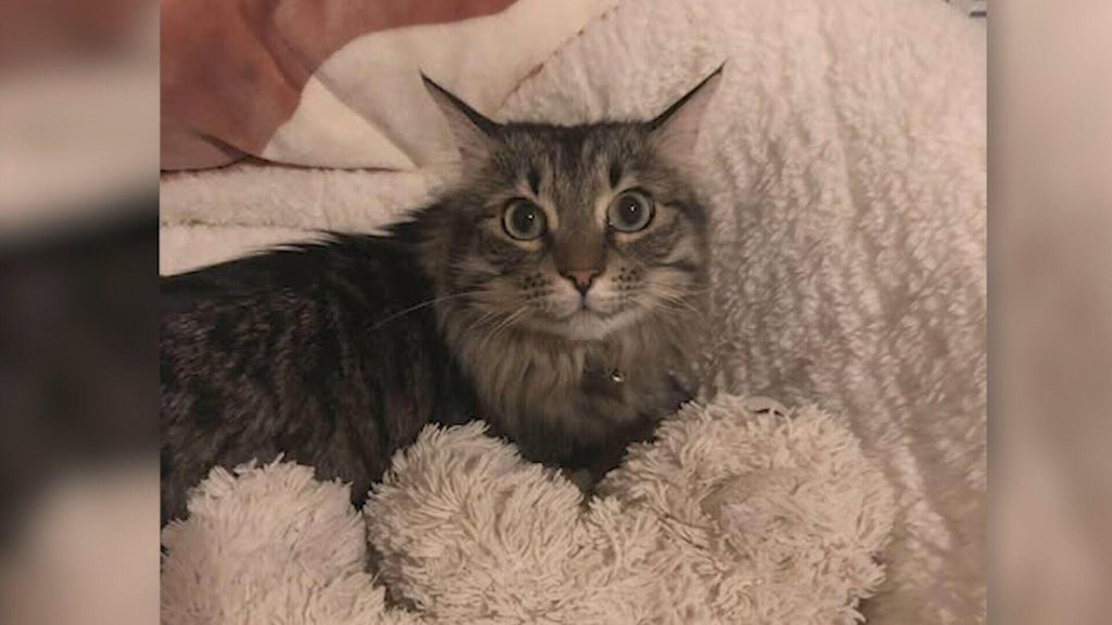 Cat lost in blizzard conditions after Colorado crash saved by volunteer ...