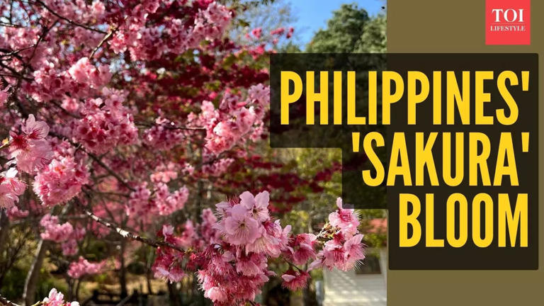 Rare cherry blossoms bloom in Philippines goes viral: Baguio Country ...