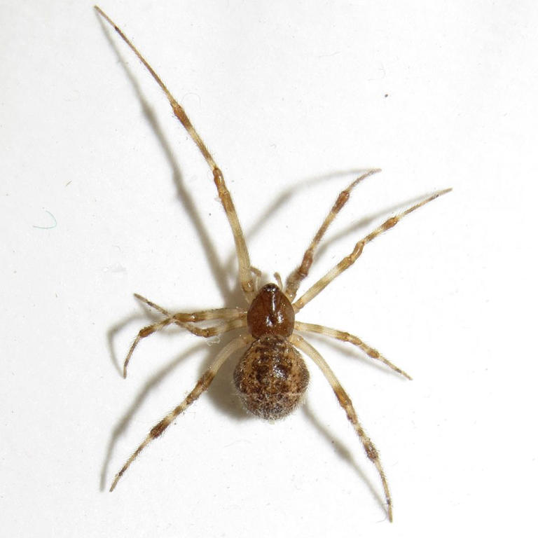 11 most common house spiders
