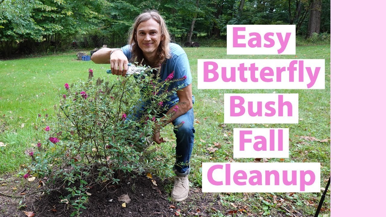 Butterfly bush fall pruning cleanup, deadheading & care (Buddleia spp ...