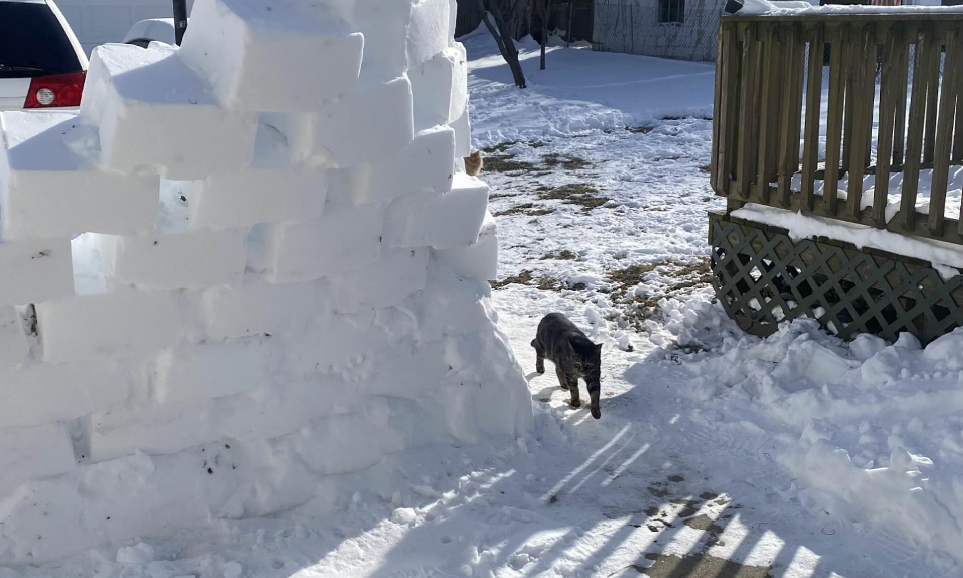 Snowy backyard scene hides an orange cat - can you spot the sneaky ...