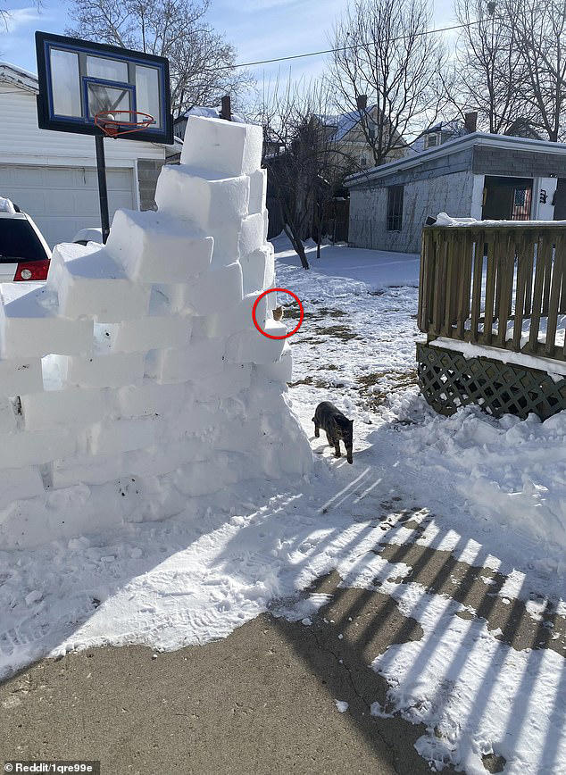 Snowy backyard scene hides an orange cat - can you spot the sneaky ...