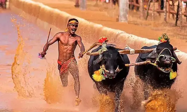 Vamanjoor Kambala sets example, concludes event within 22 hours