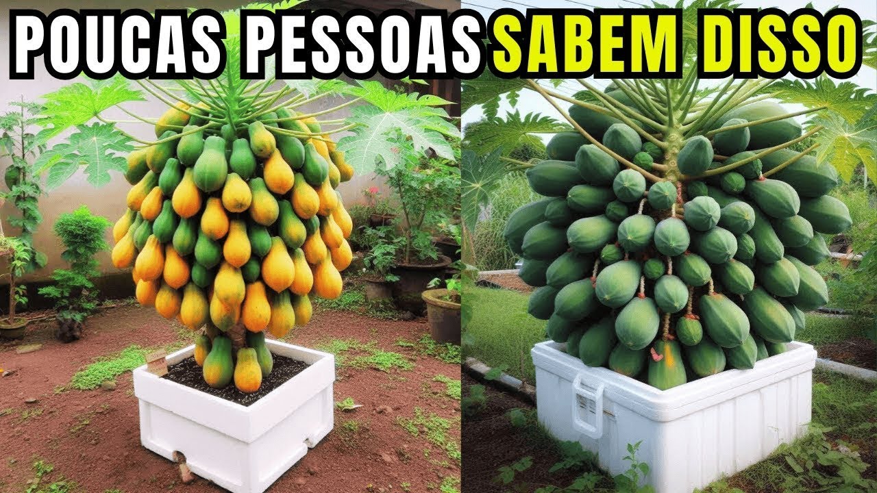 1 copo é o segredo para fazer carregar de frutos (qualquer planta)